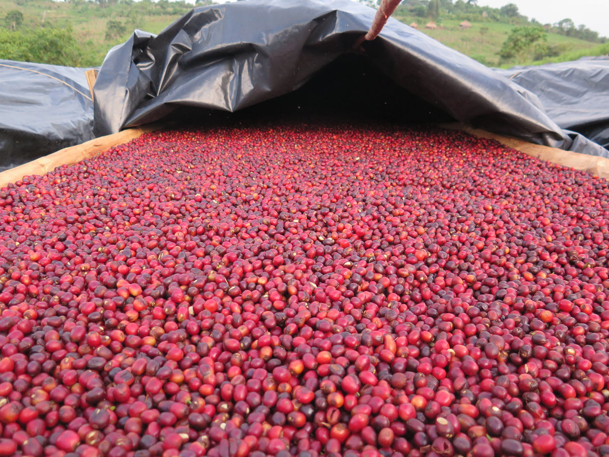 Worka is Back! I Mudhouse Specialty Coffee Roasters – Mudhouse Coffee ...