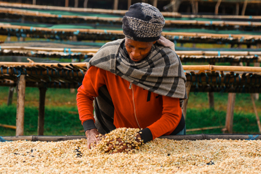 NEW RELEASE: Hamasho, Ethiopia – Mudhouse Coffee Roasters